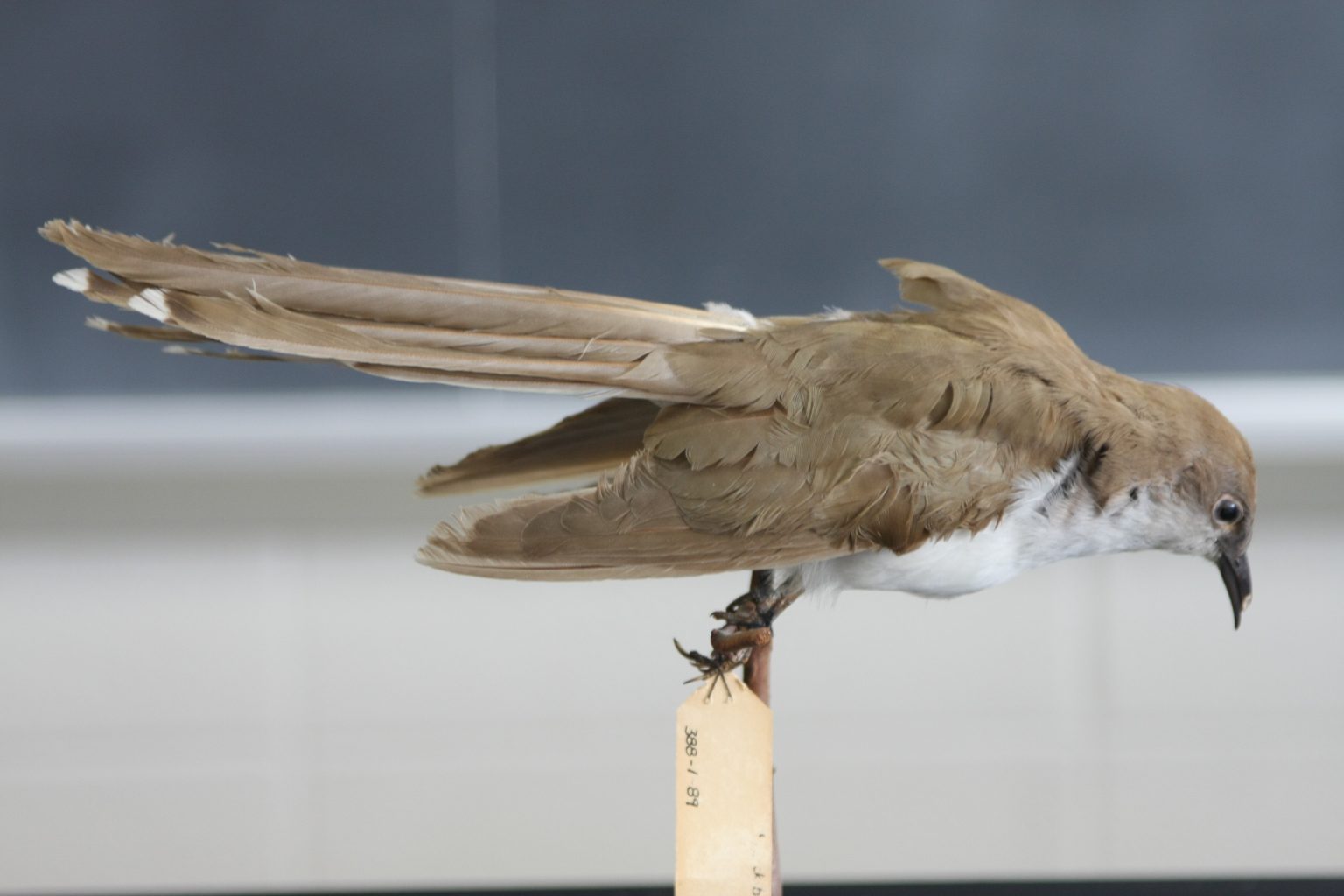 Vertebrate Collection/Black Billed Cuckoo - Systematics