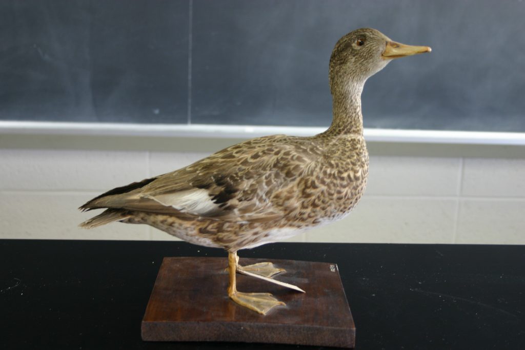 Vertebrate Collection/Gadwall - Systematics
